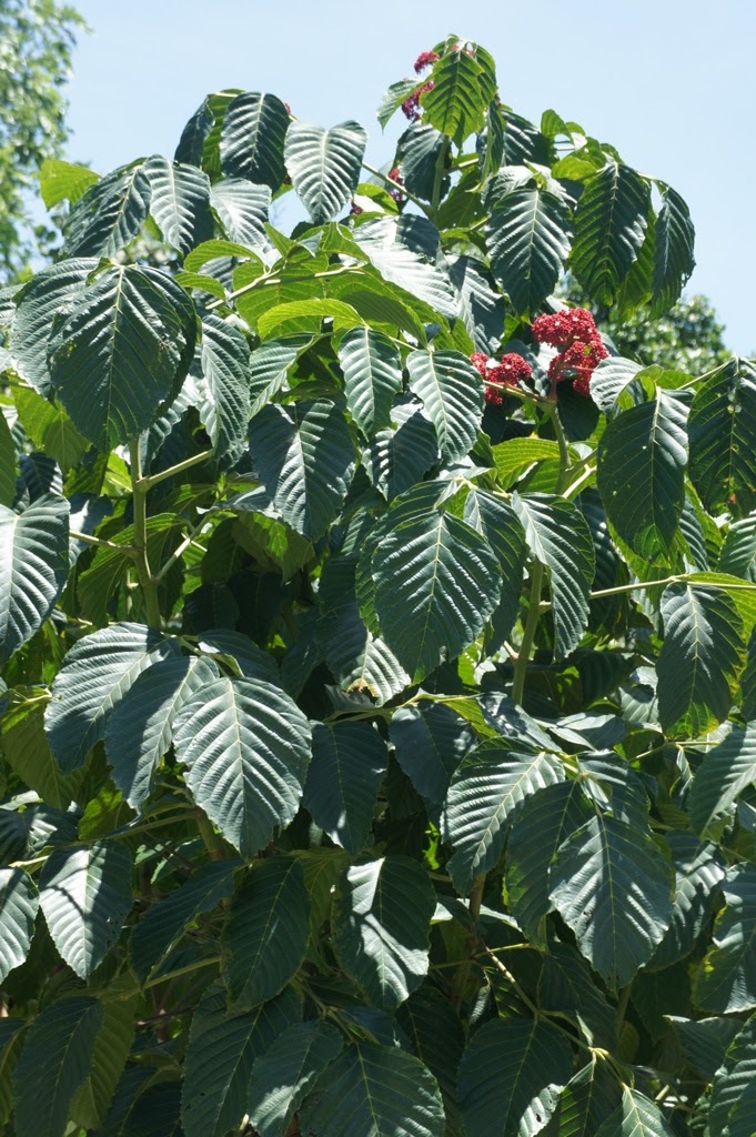 OUR PHILIPPINE TREES: Native Tree + Rare Fruit = Fun Walk