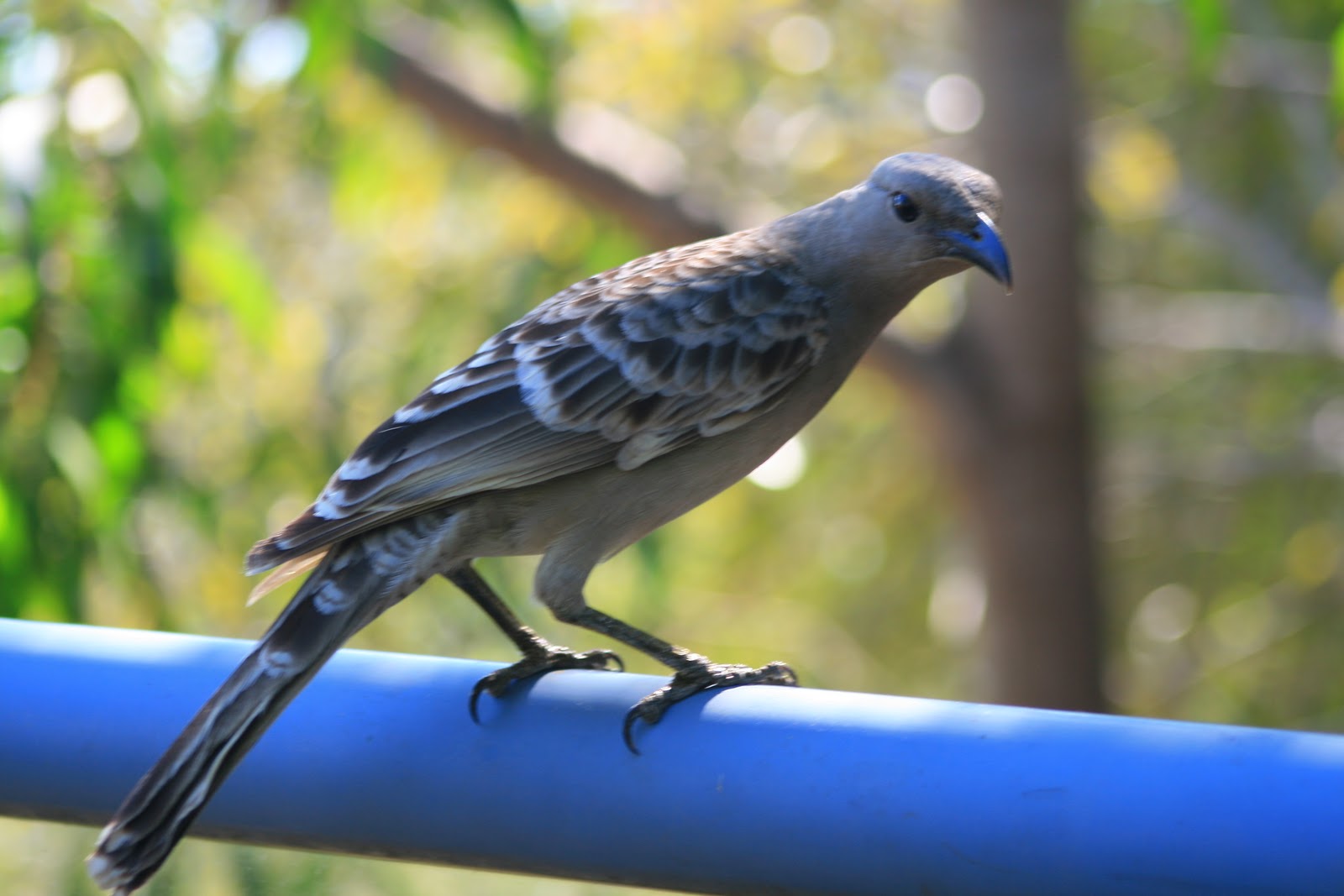 Geoff Thompsons Blog: Northern Territory Birds