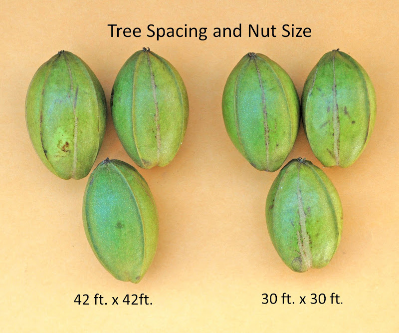 Northern Pecans: Pecan tree spacing and drought stress