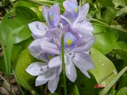 EL MAJESTUOSO RIO PARANA: FLORA DEL DELTA DEL PARANA