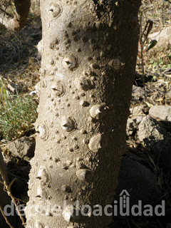 Argentina nativa: Coco (Zanthoxylum coco)