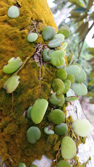 Warisan Petani: Pokok Duit-duit