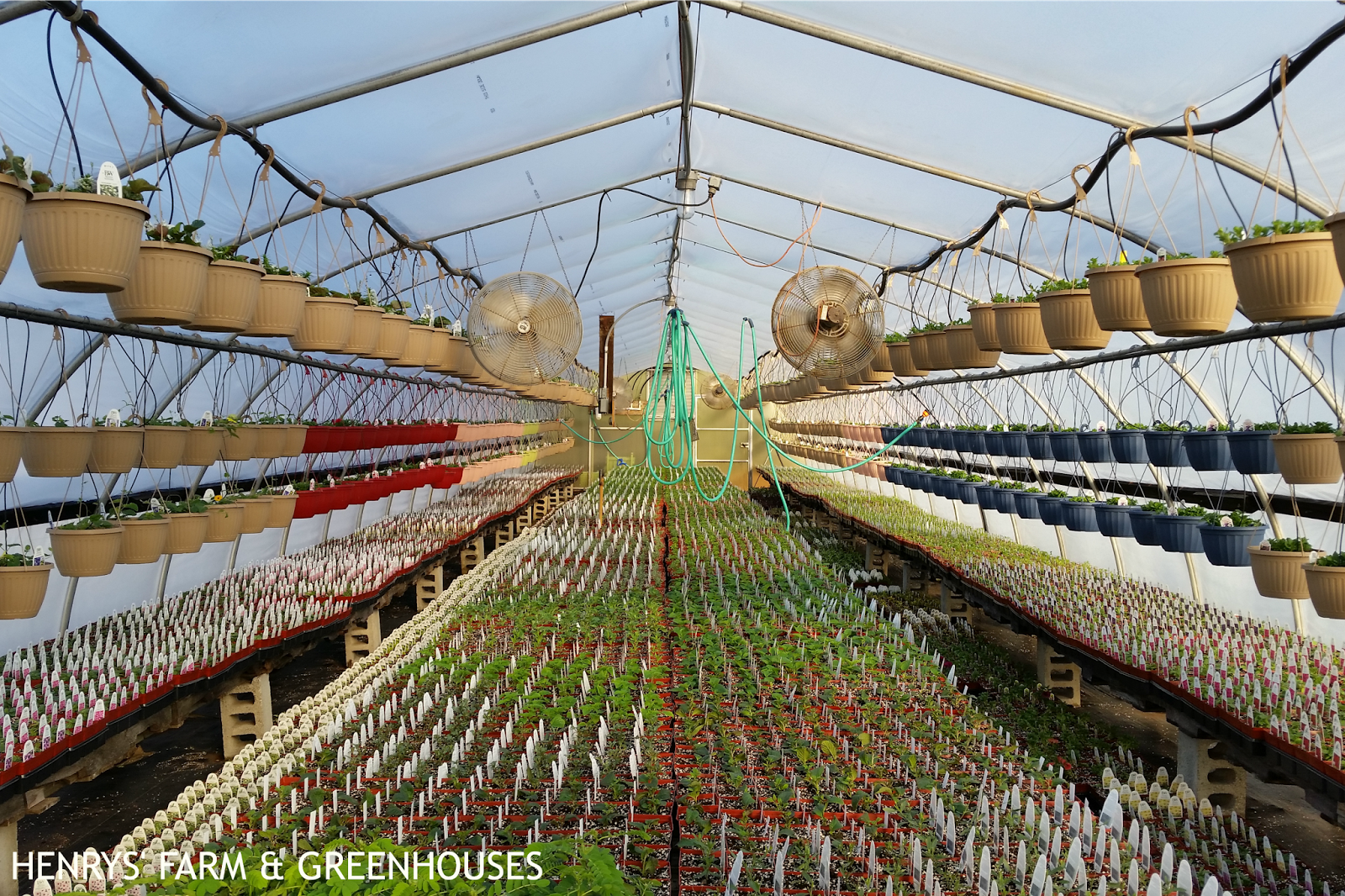 Henrys' Farm and Greenhouses: Come on Spring!
