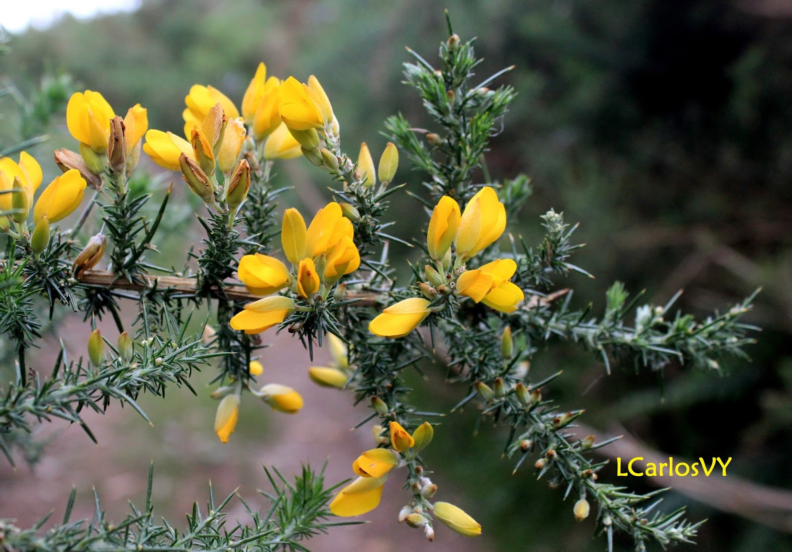 Plantas silvestres de Asturias: Tojo, toxu, cotoya, árgoma, árgumas ...