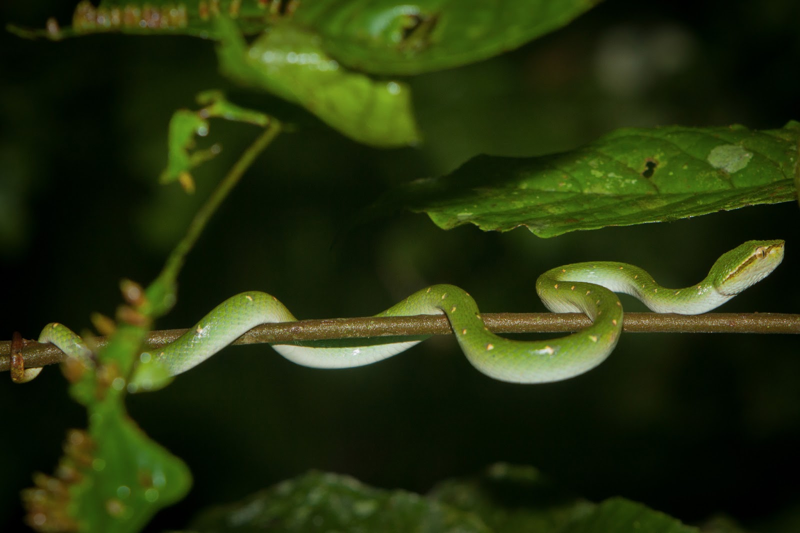 Sticky Rice Travel - Photostream: Snakes of Borneo