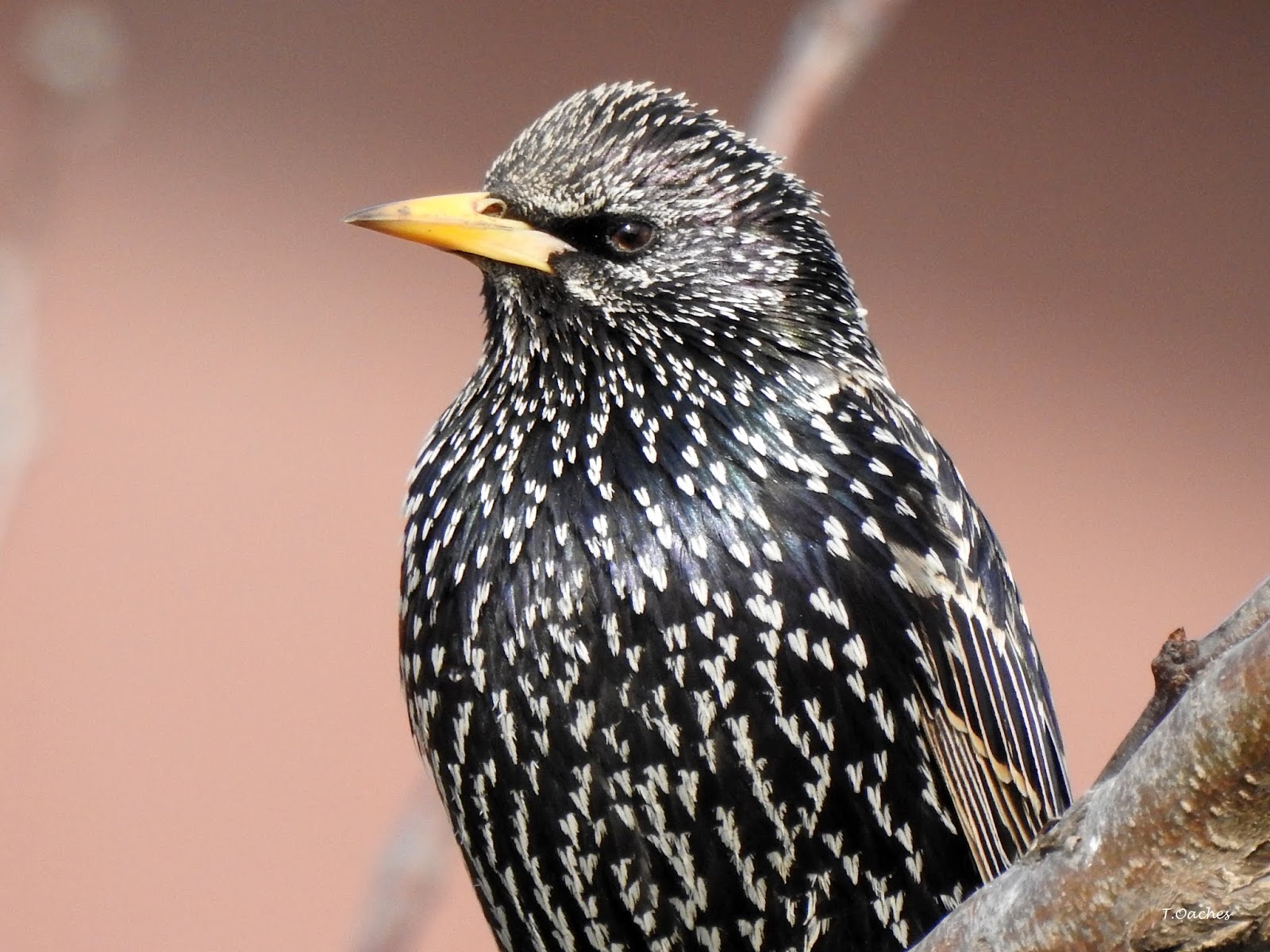 PASARI DIN ROMANIA: GRAUR (1), Sturnus vulgaris