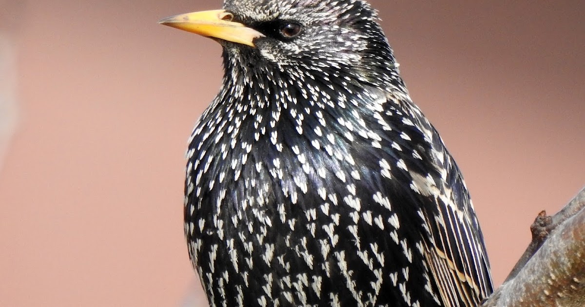 PASARI DIN ROMANIA: GRAUR (1), Sturnus vulgaris