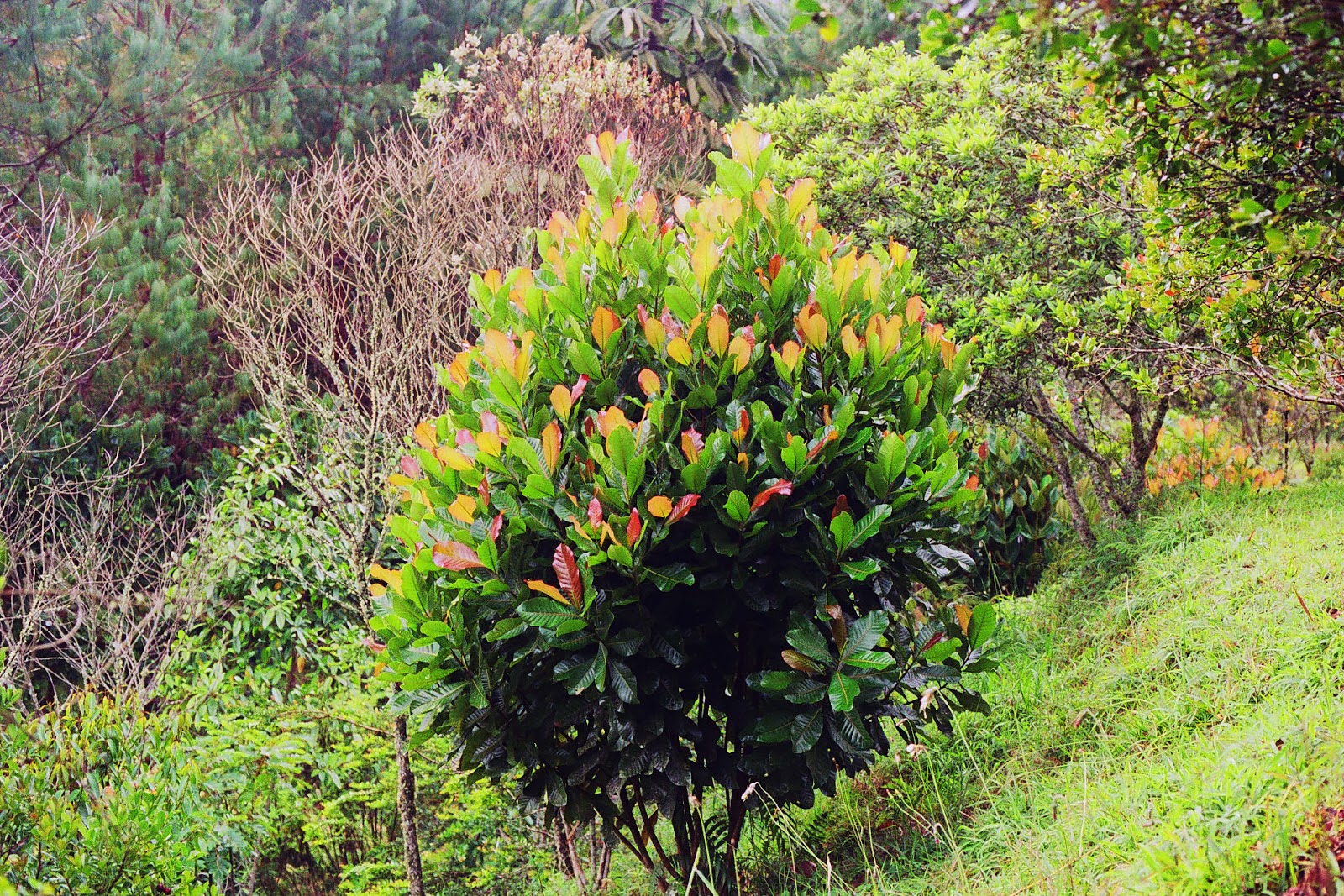 Historia detrás de los árboles: EL CAUNCE