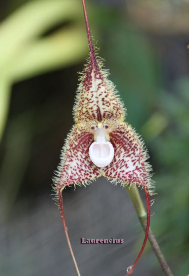 Foto Bunga Unik Dracula Simia, Anggrek Monyet dari Ekuador - Laurencius