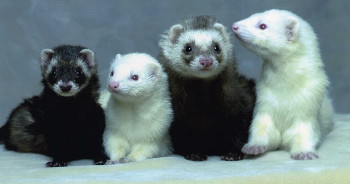 Animalandia: Los Hurones