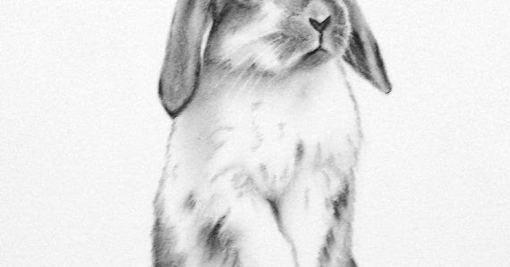 Charcoal Drawings: Rabbit Charcoal Drawings