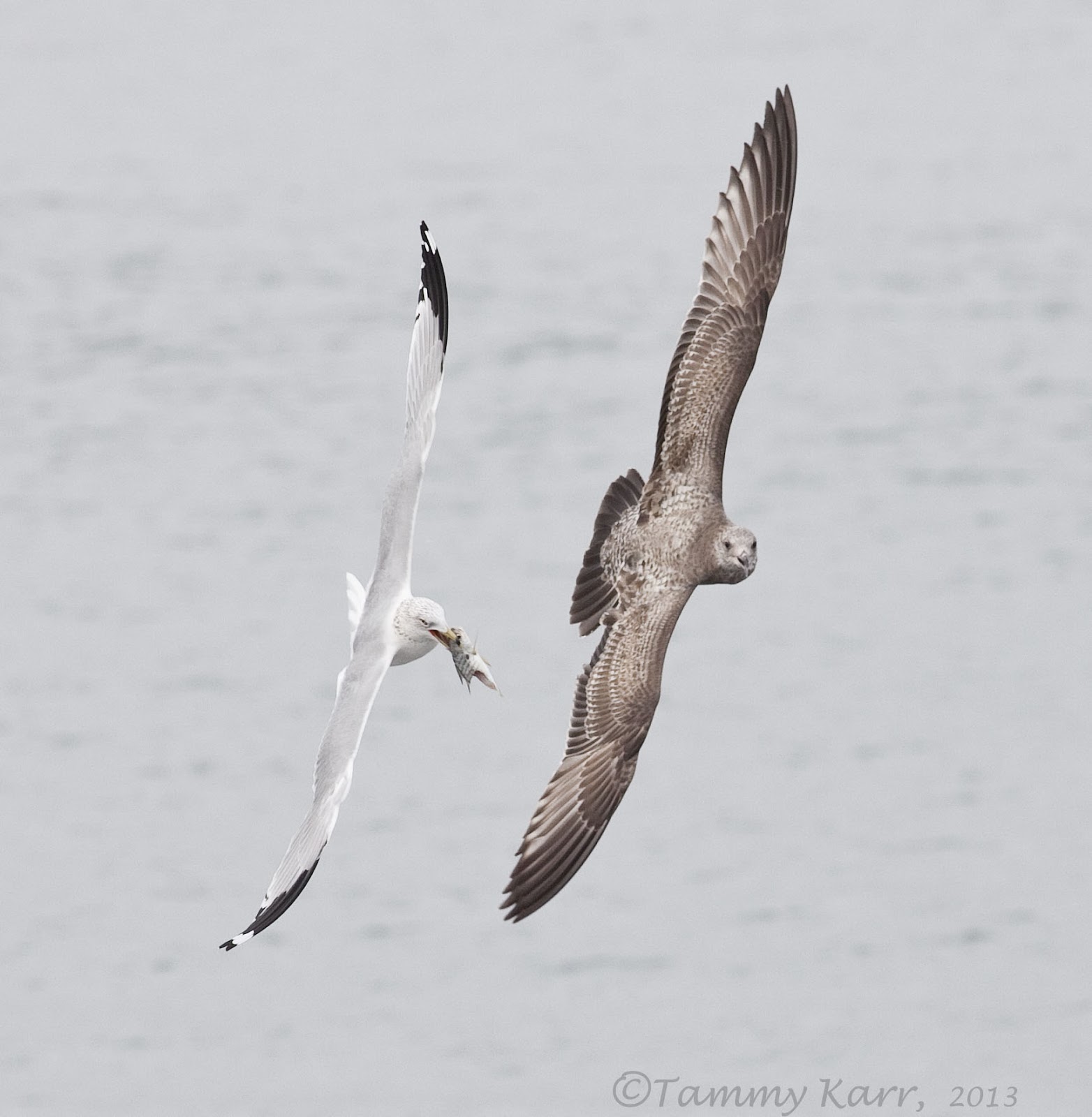 Birding Is Fun!: G(ul)lamour Shots