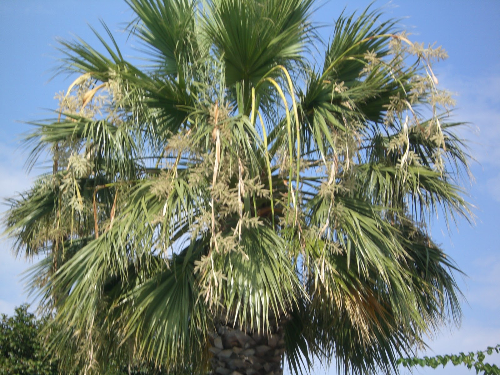 Secret Costiera Amalfitana: Le palme fioriscono - flowering palm trees ...