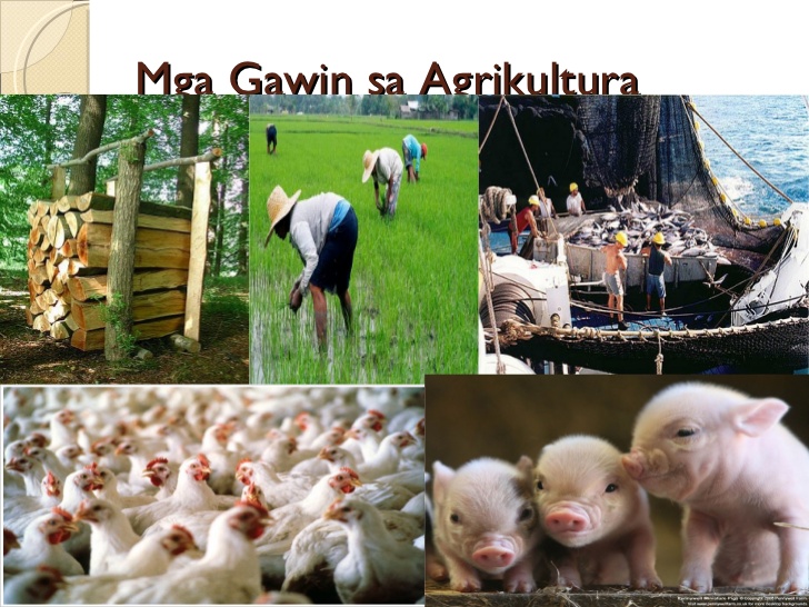 paghahayupan - philippin news collections