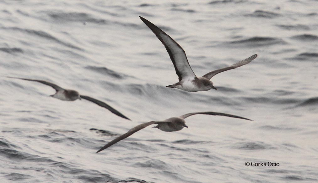 El blog de Gorka Ocio: PARDELAS DE CABO VERDE (Calonectris edwardsii ...