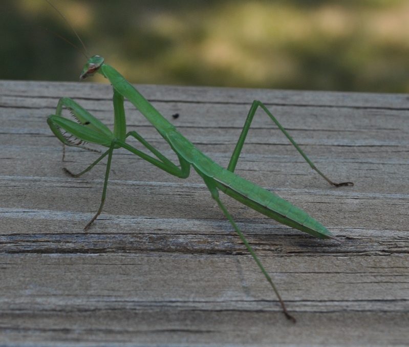 Memorizing the Moments: Linky and Praying Mantis Play Date
