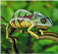 Adaptaciones Biológicas : Adaptaciones Biológicas