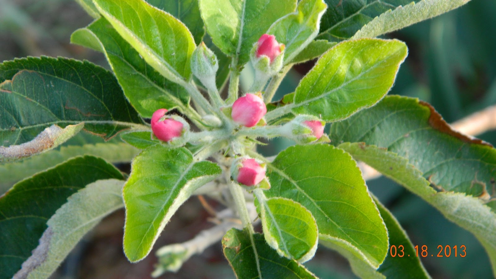 Mr. B's Garden: March 2013