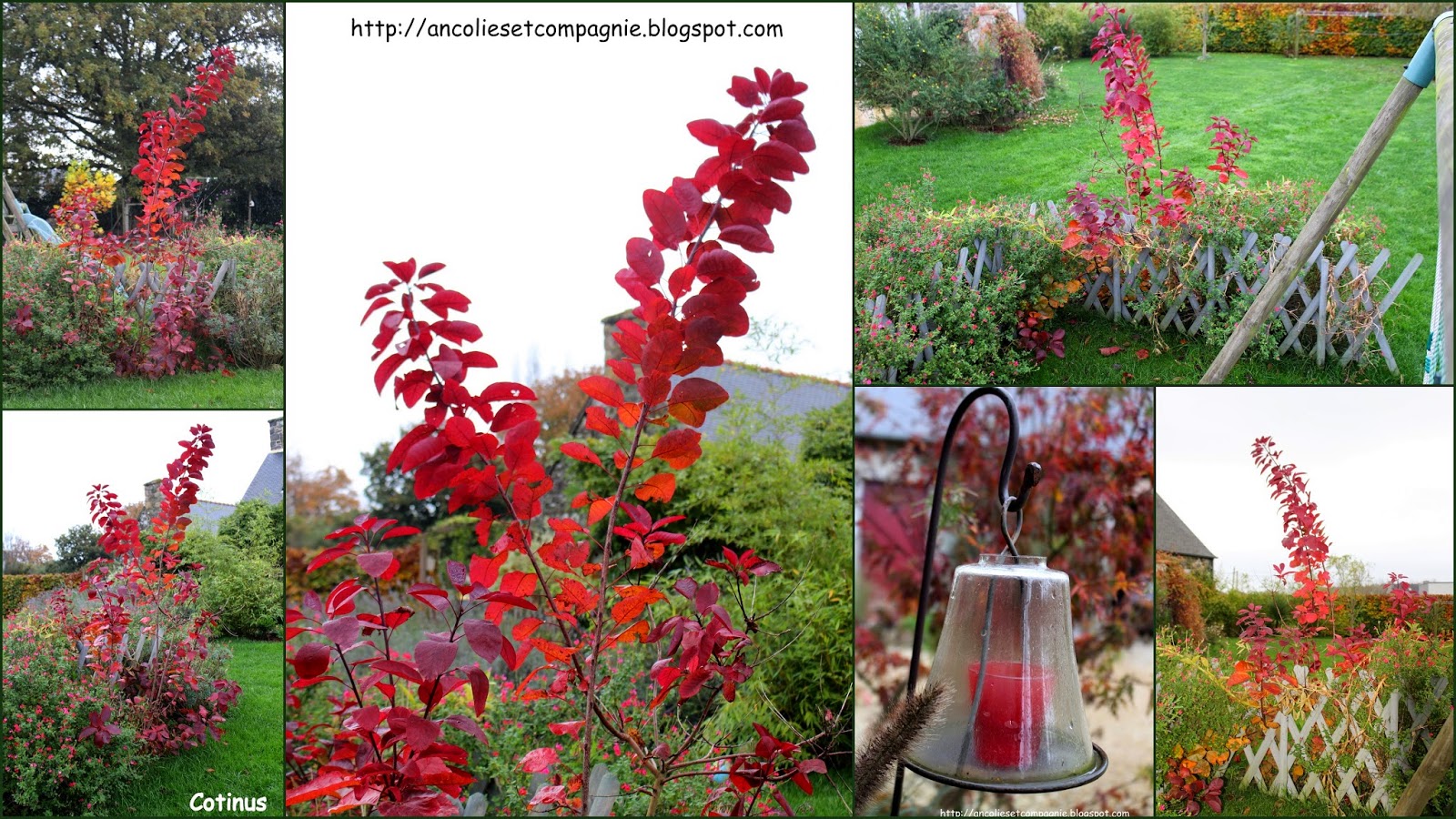 Ancolies & Compagnie !: Cotinus "rouge" & haie de charme "multicolore"