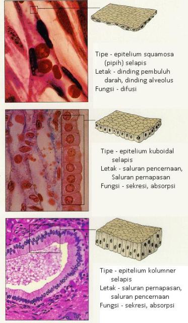 meldha arsan: jenis- jenis jaringan epitel