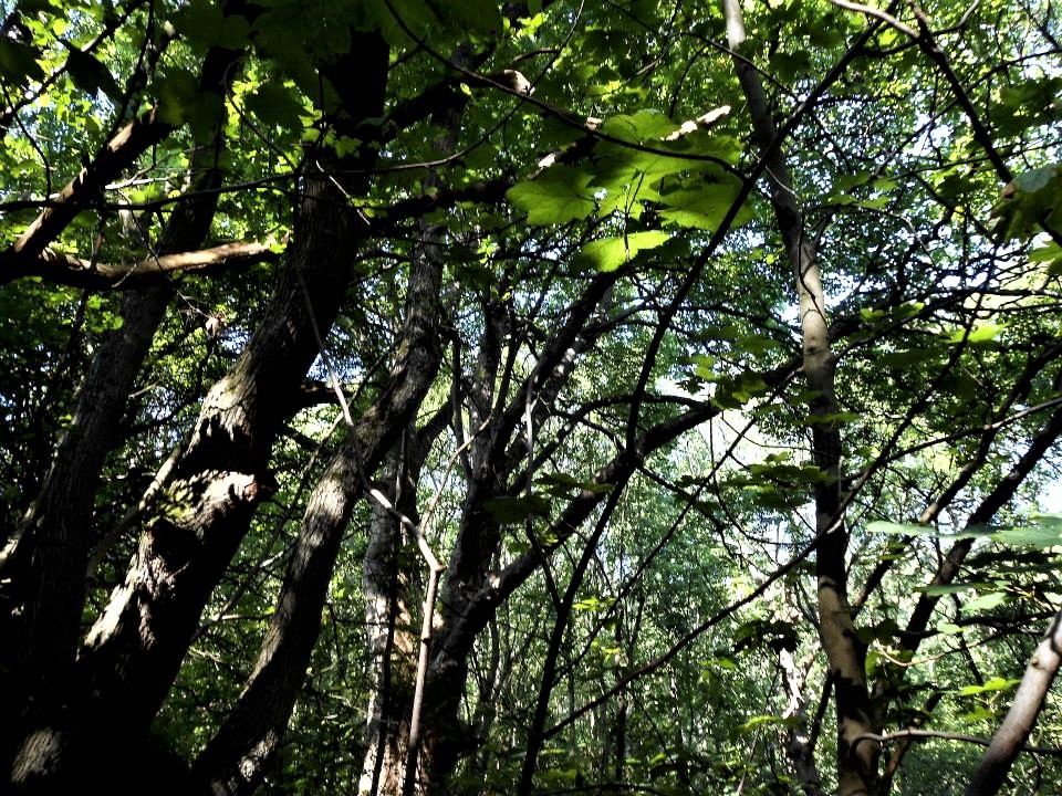 Trev Teasdel Photography: Classic Jurassic Wood