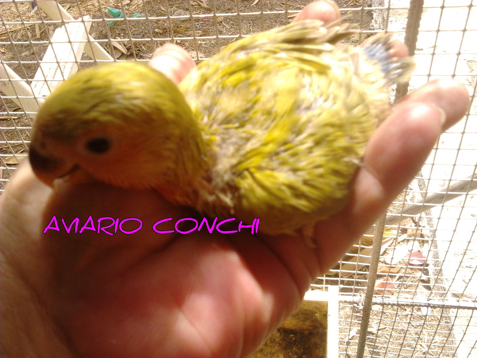 Aviario de conchi: Agapornis papilleros