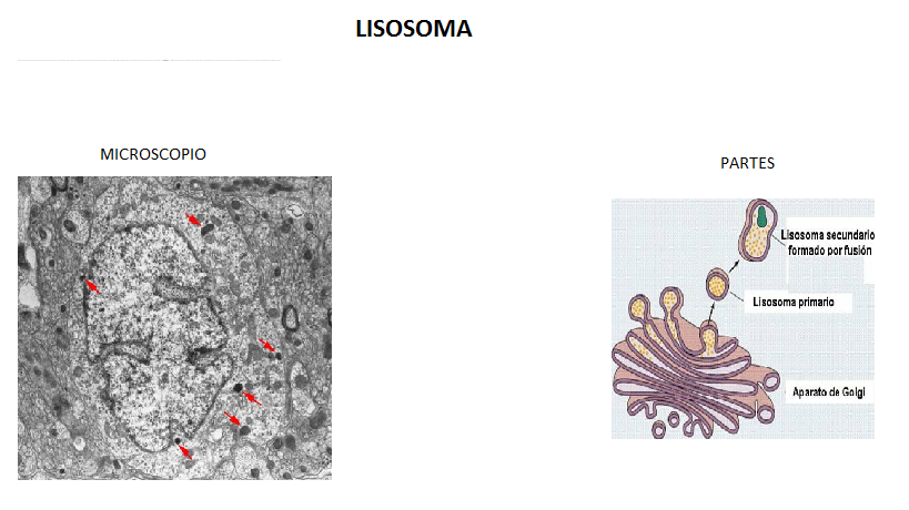 ORGANELAS: lisosoma- estructura y función