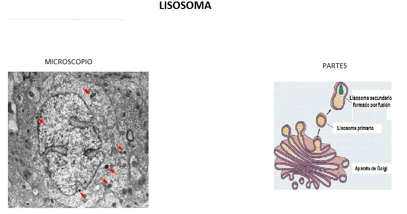 ORGANELAS: lisosoma- estructura y función