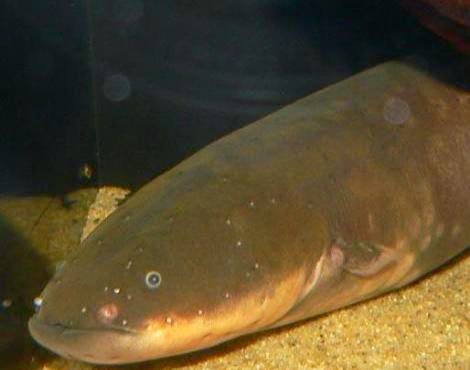 A View from the Beach: Electric Eels, the Original Puppet Master?