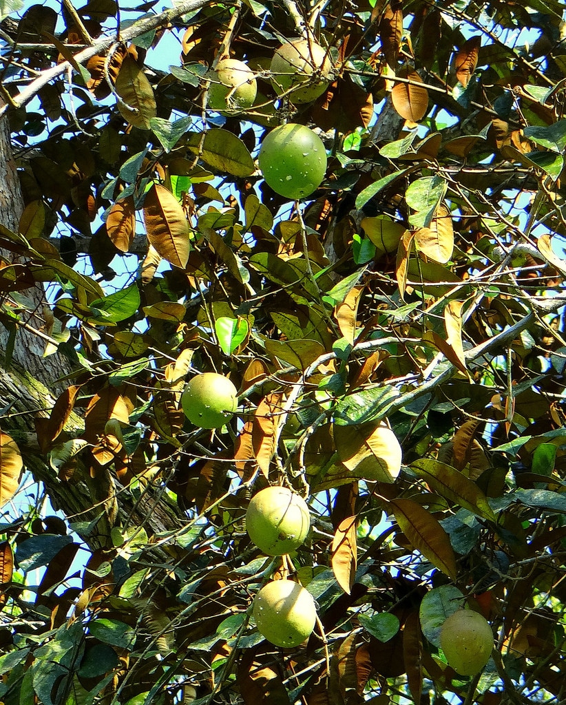 ANPP Animales y Plantas de Perú: Caimito - Pouteria caimito
