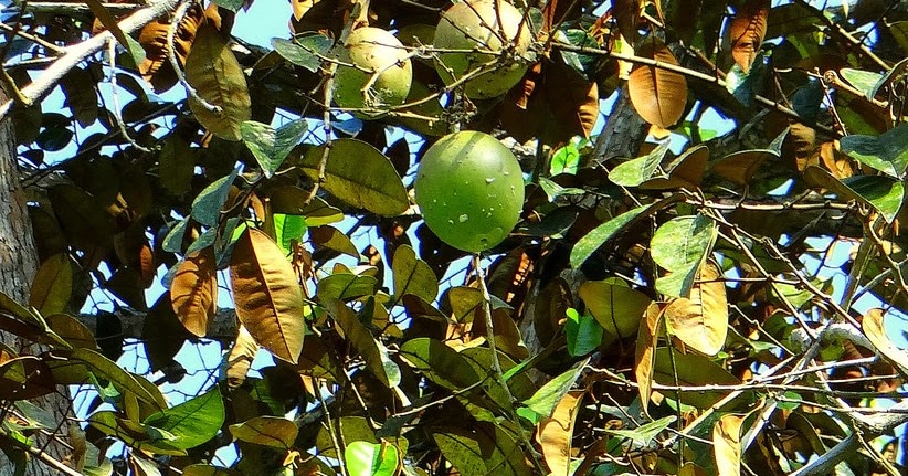 ANPP Animales y Plantas de Perú: Caimito - Pouteria caimito