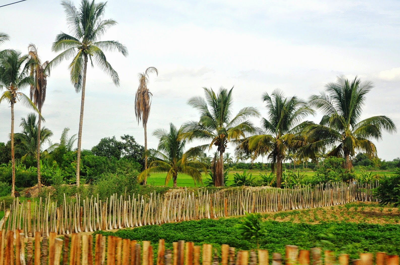 EL RINCÓN DE SCHULTZ (GERARDO CAILLOMA): CRÓNICAS PIURANAS II: EL ...