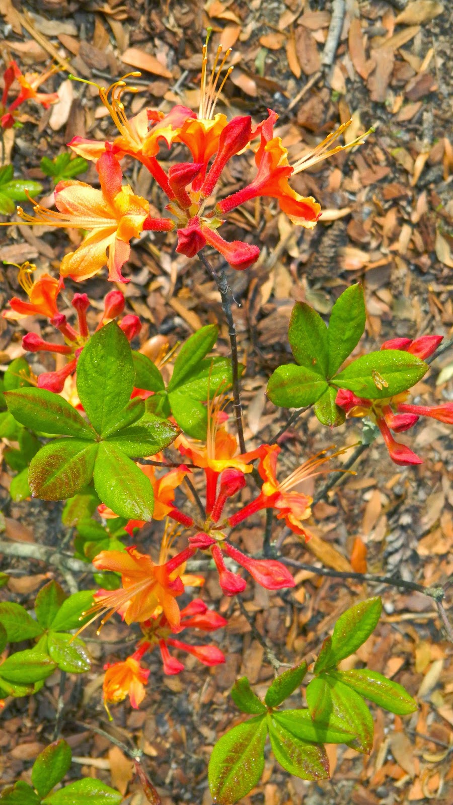 The Traveling Gardener: Southern Charm