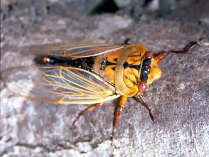 Ian Fraser, talking naturally: Cicadas; the song of summer
