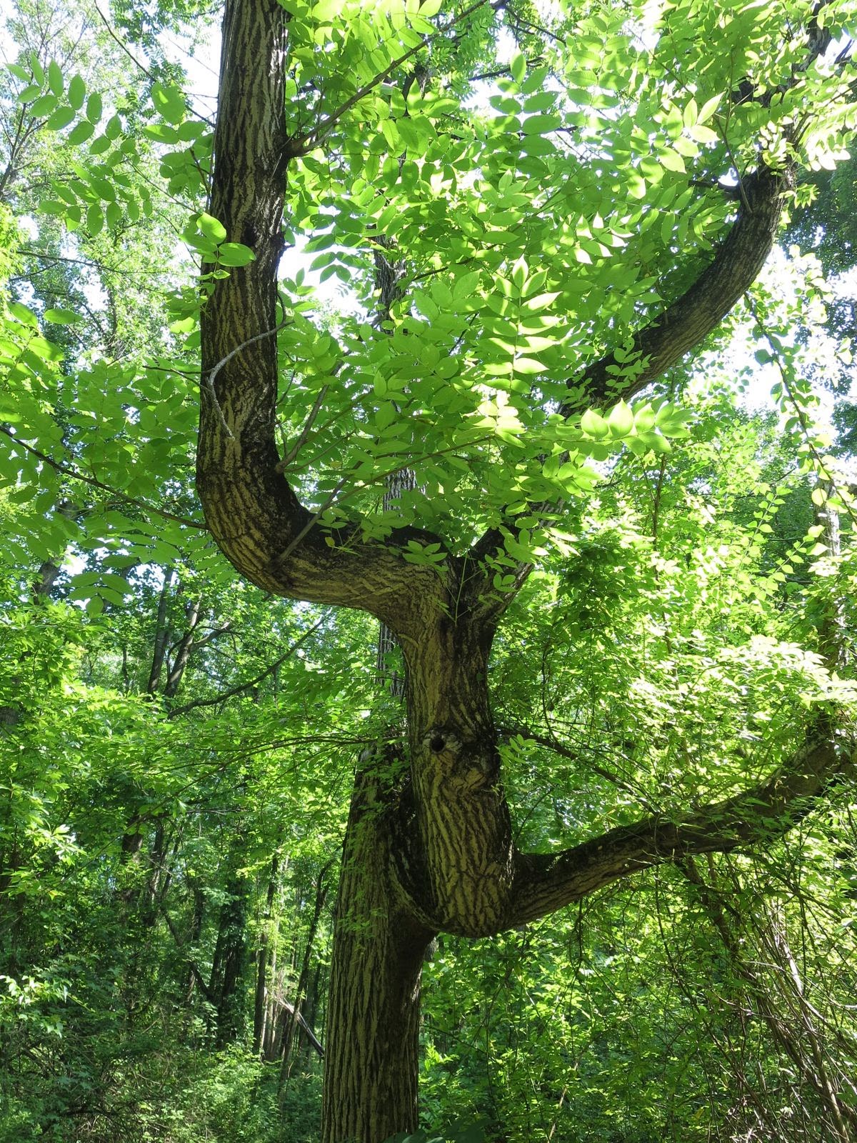 Princeton Nature Notes: Hunchbacked Butternut Tree Leads to Sleeping ...