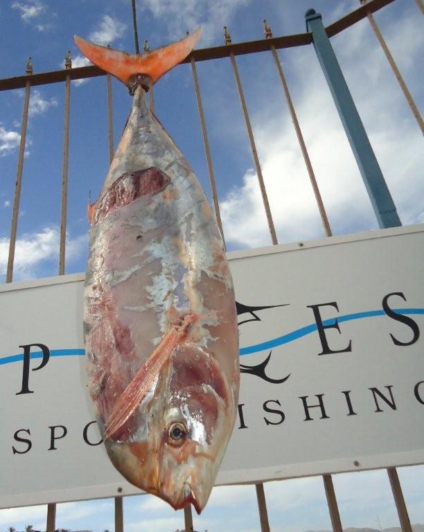 Pisces Fleet Sportfishing Blog: Another Rare Louvar Found off of Cabo ...