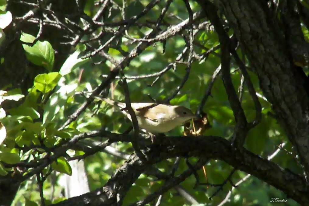 PASARI DIN ROMANIA: SILVIA DE ZAVOI, Sylvia borin
