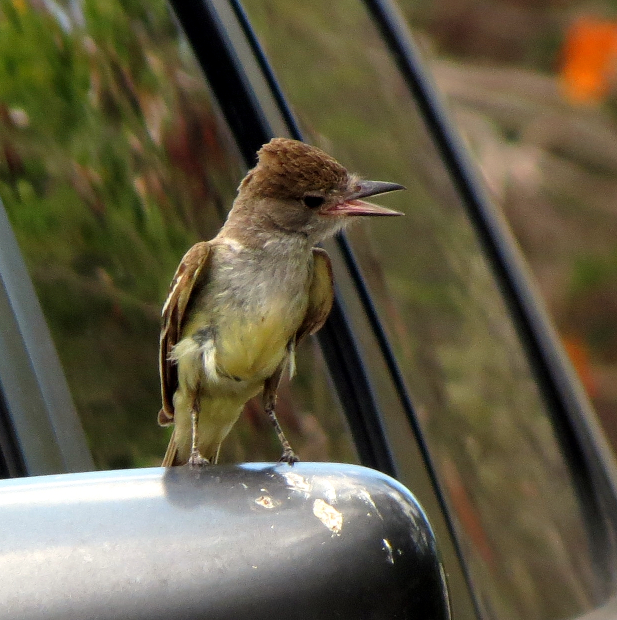 Hiking Curaçao - Flora and Fauna: Mirrors and Bird play
