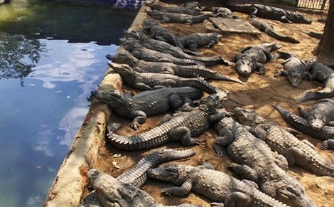 Tamilnadu Tourism: Sathanur Dam, Thiruvannamalai