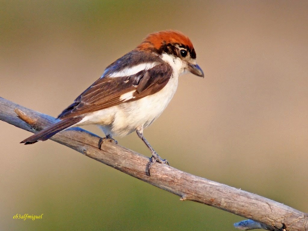 Miguel fotografia: Alcaudón común (Lanius senator)