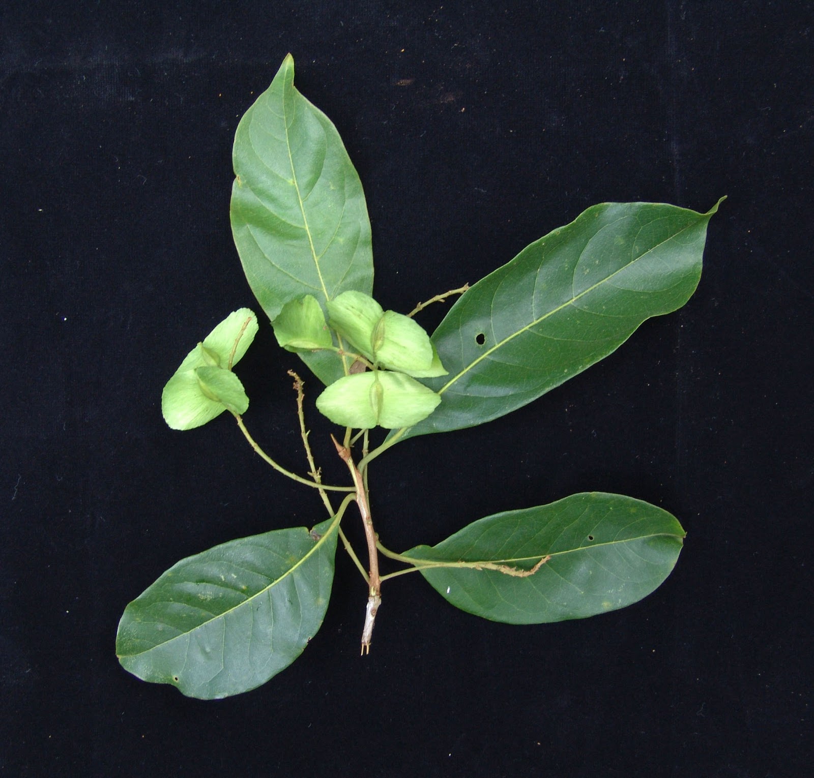 Flora de Puerto Rico Ilustrada Papo Vives: COMBRETACEAE TERMINALIA OBLONGA