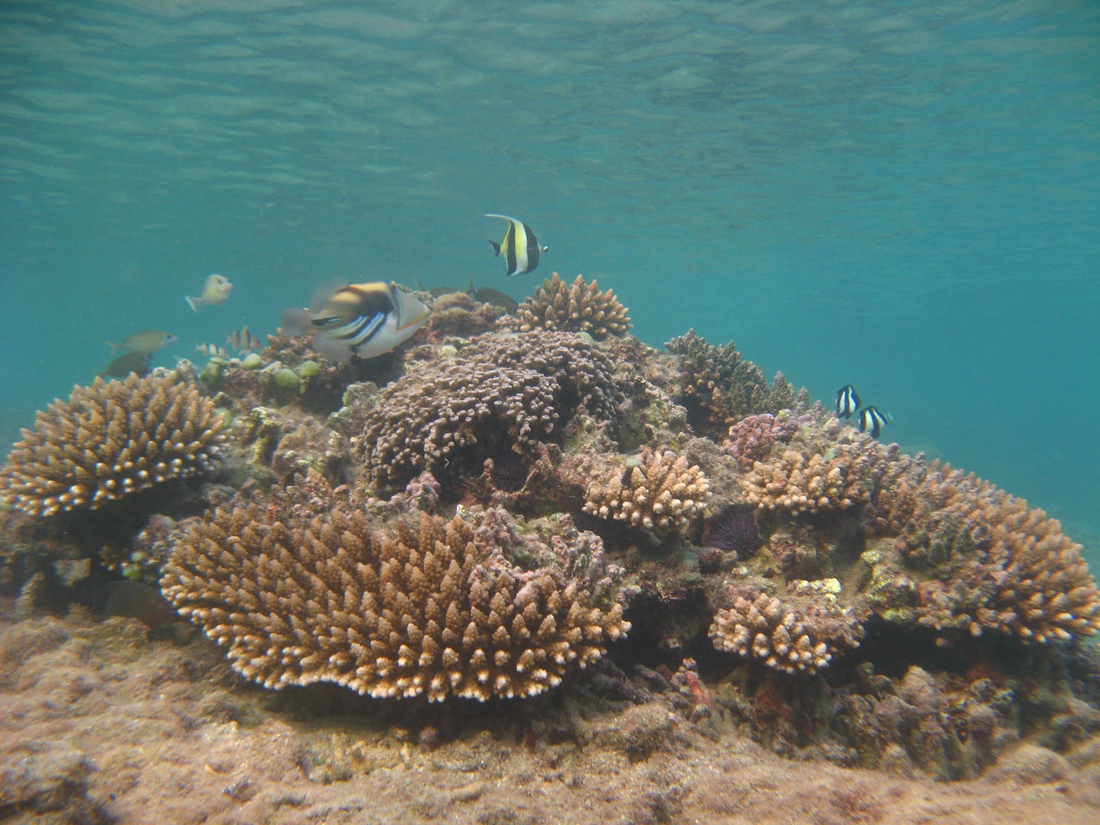 Lagons de la Réunion et ses poissons tropicaux: 2012 20 mai Lagon St Pierre