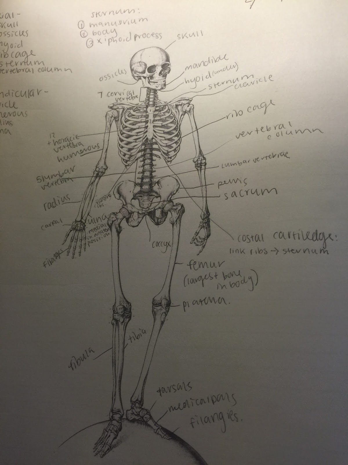 anatomy-and-physiology-unit-6-reflection