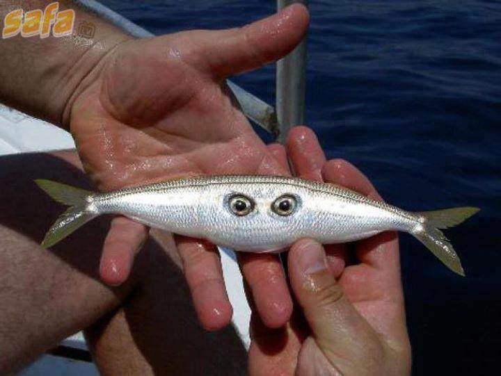 Islam Miracles: Two Eyes Fish, And Allah's Name on Pigon