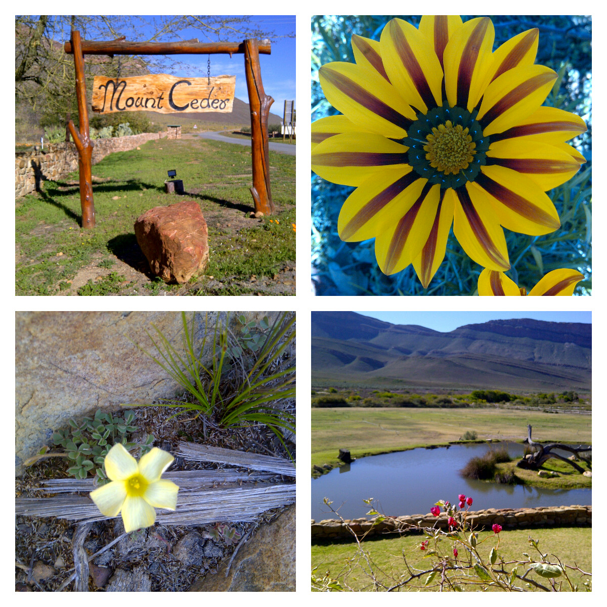 Rose Petal Wishes: Cederberg Mountains