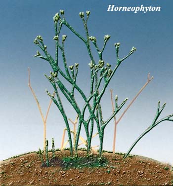 Escenarios prehistóricos: Horneophyton