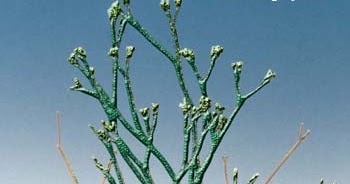 Escenarios prehistóricos: Horneophyton