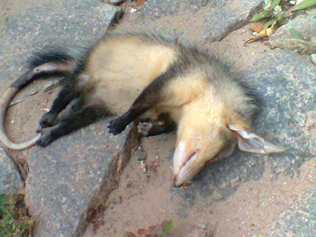 iZidro Os Austrais: O Nosso Fat Possum.