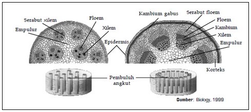 BIOLOGI GONZAGA: TRY OUT JARINGAN TUMBUHAN XI