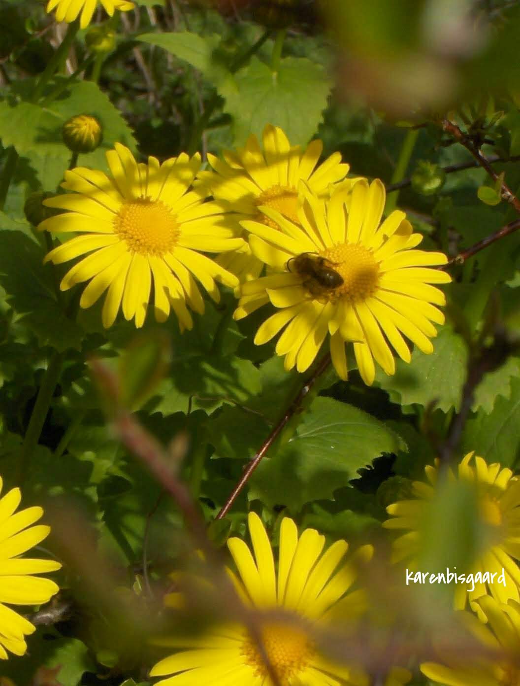 Karen`s Nature Photography: Yellow Blooming Daisies.